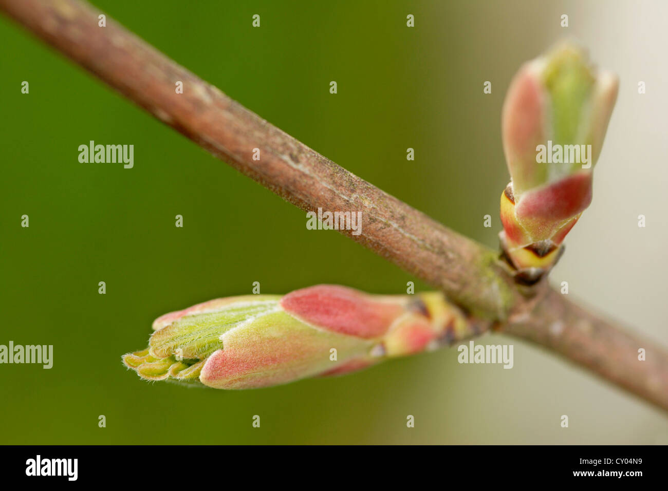 Field Maple (Acer compestre) young leaf buds opening, England, UK Stock ...