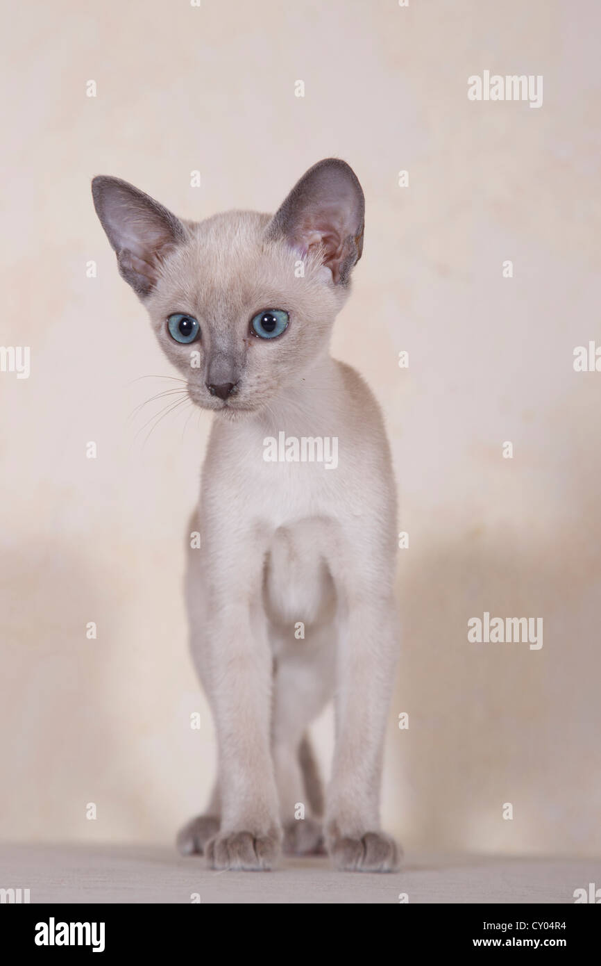Tonkinese cat breed, kitten Stock Photo - Alamy