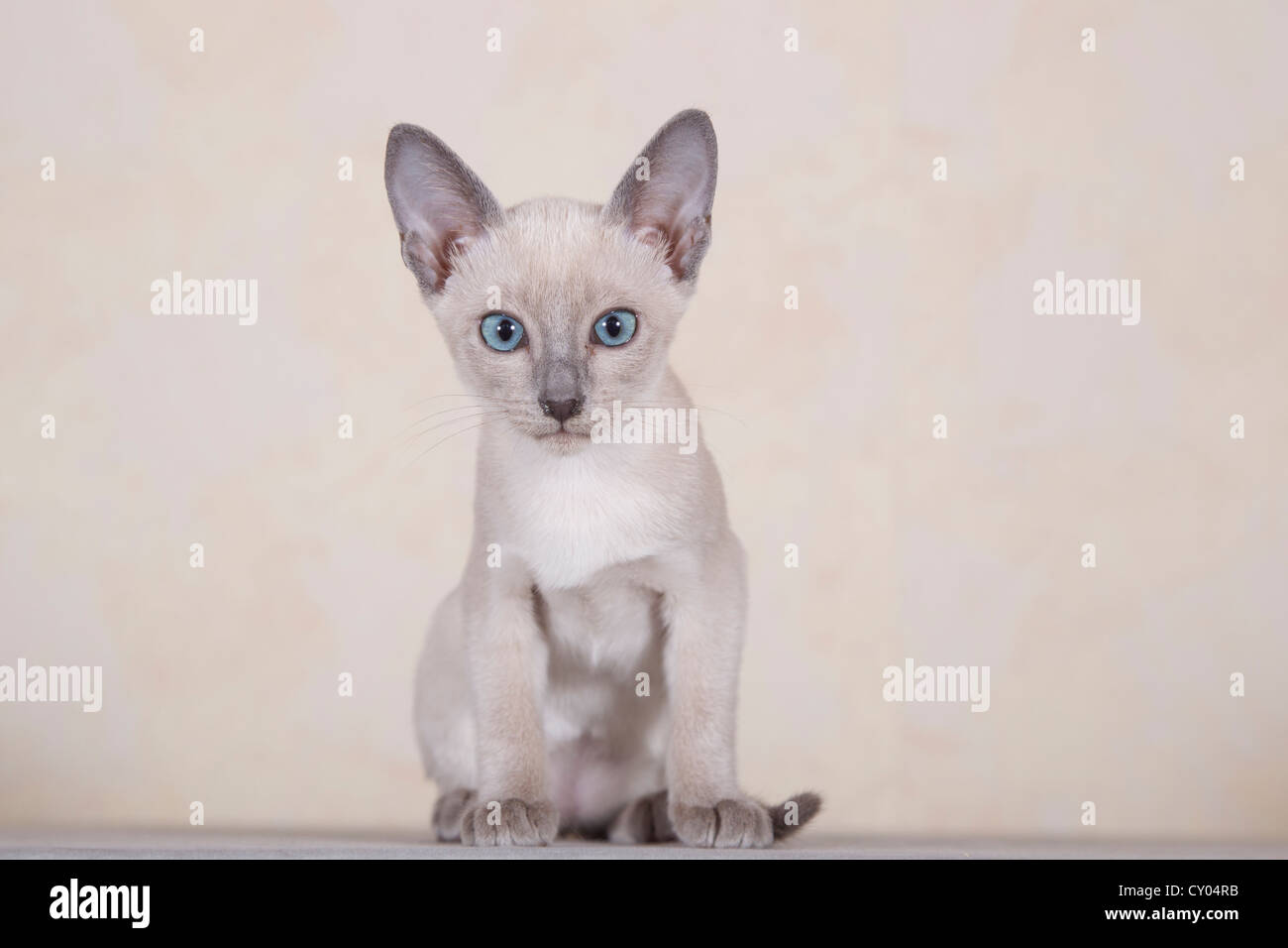 Tonkinese, cat breed, kitten Stock Photo - Alamy