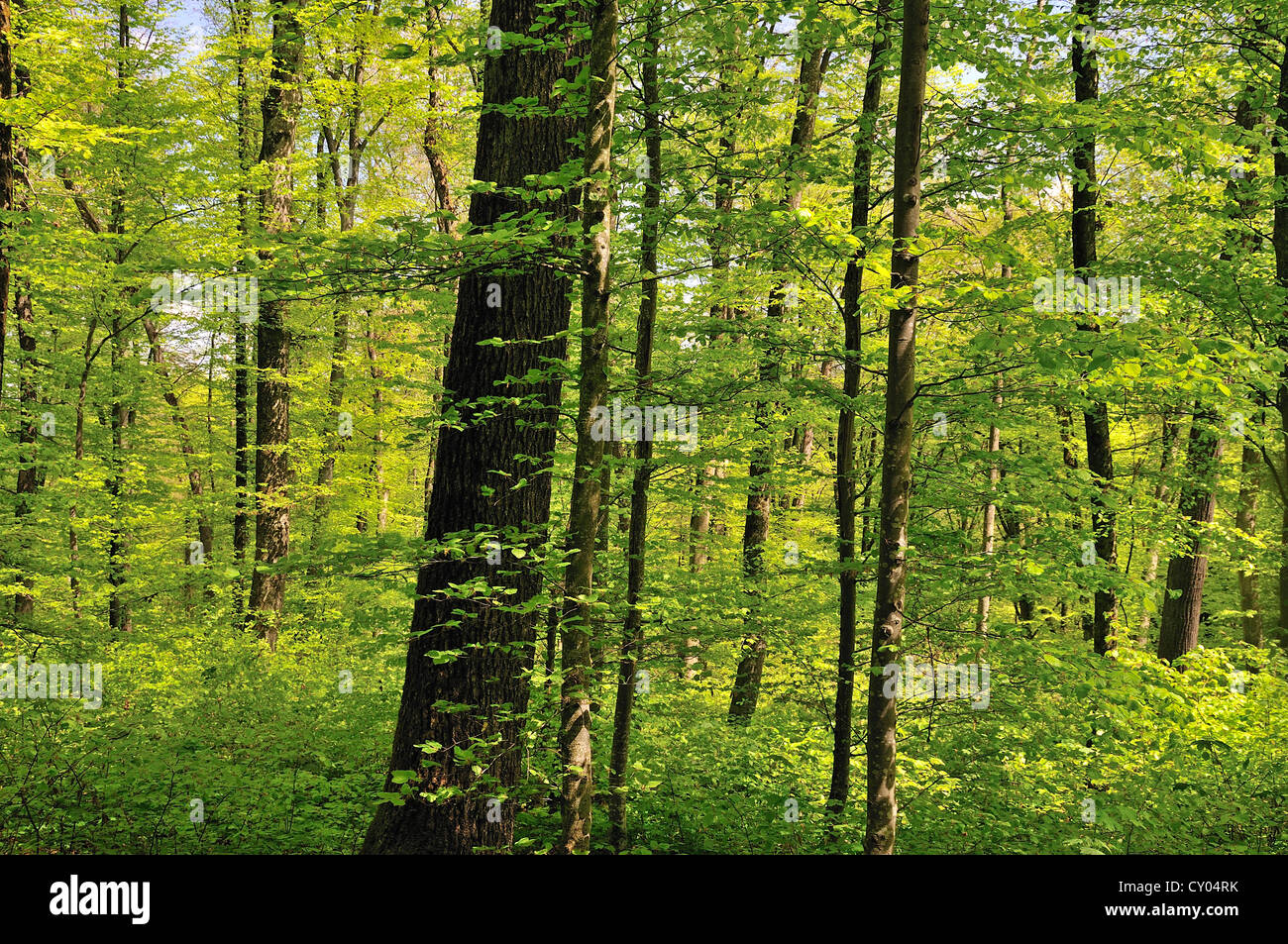 Deciduous forest, beech trees (Fagus sylvatica), Swabian Alp, Baden ...