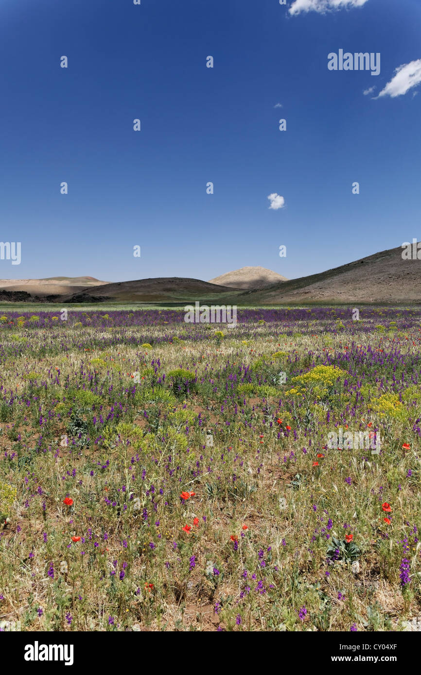 Flower field on a high plateau in the Atlas Mountains, Morocco, North ...