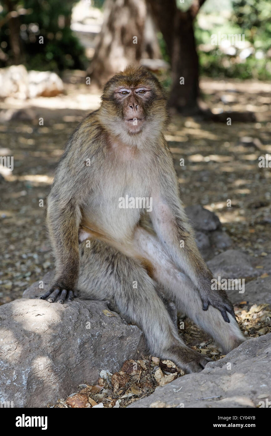 Barbary Macaque (Macaca sylvanus) at the national park near Ifrane ...