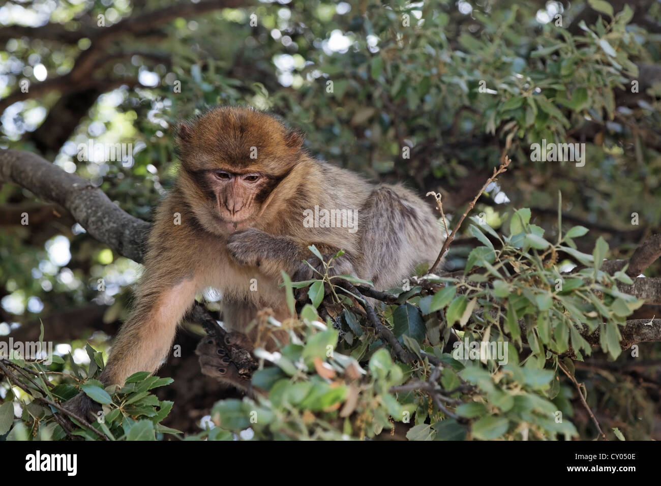 Barbary Macaque (Macaca sylvanus) at the national park near Ifrane ...