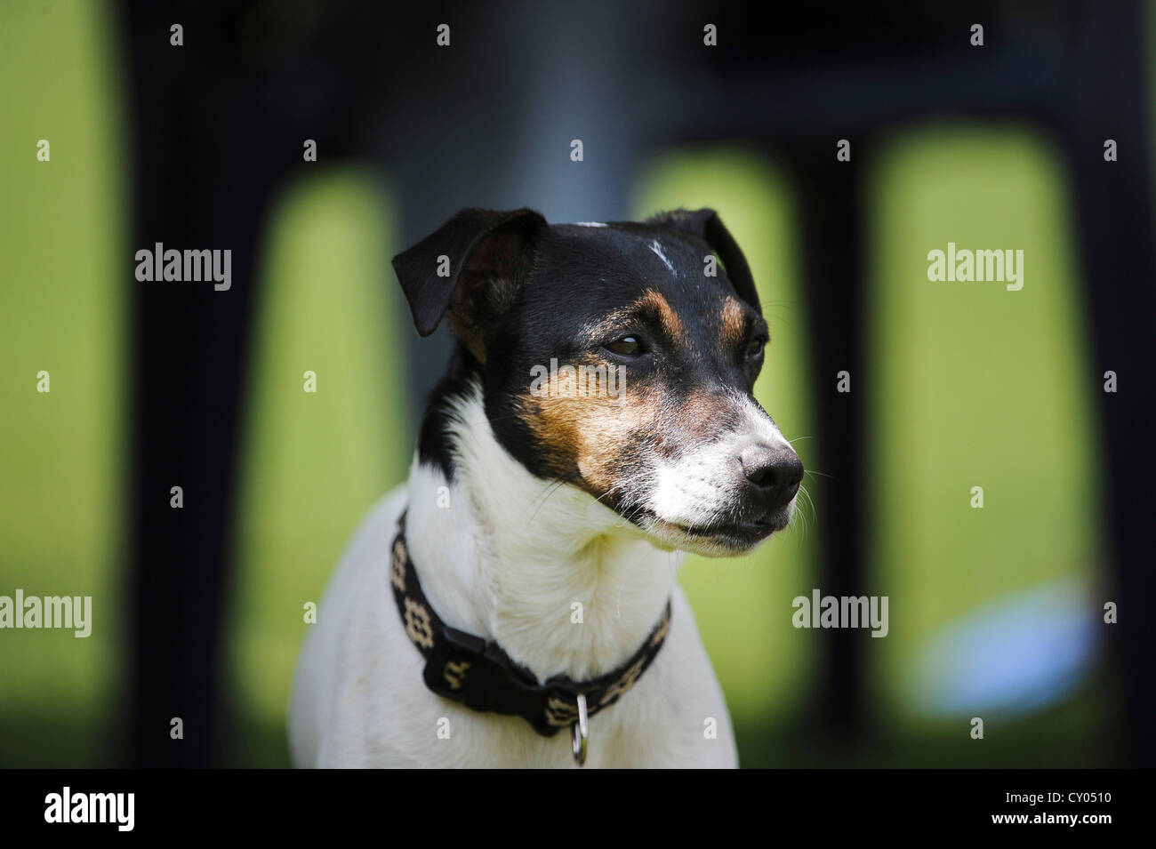 Jack russell terrier hi-res stock photography and images - Alamy