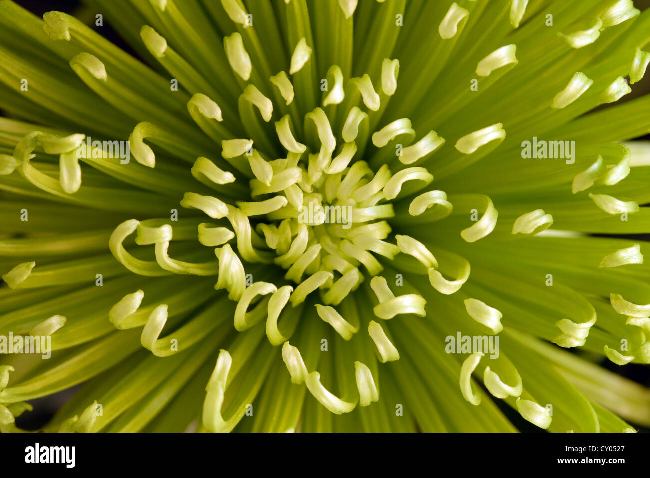 Anastasia flower hi-res stock photography and images - Alamy