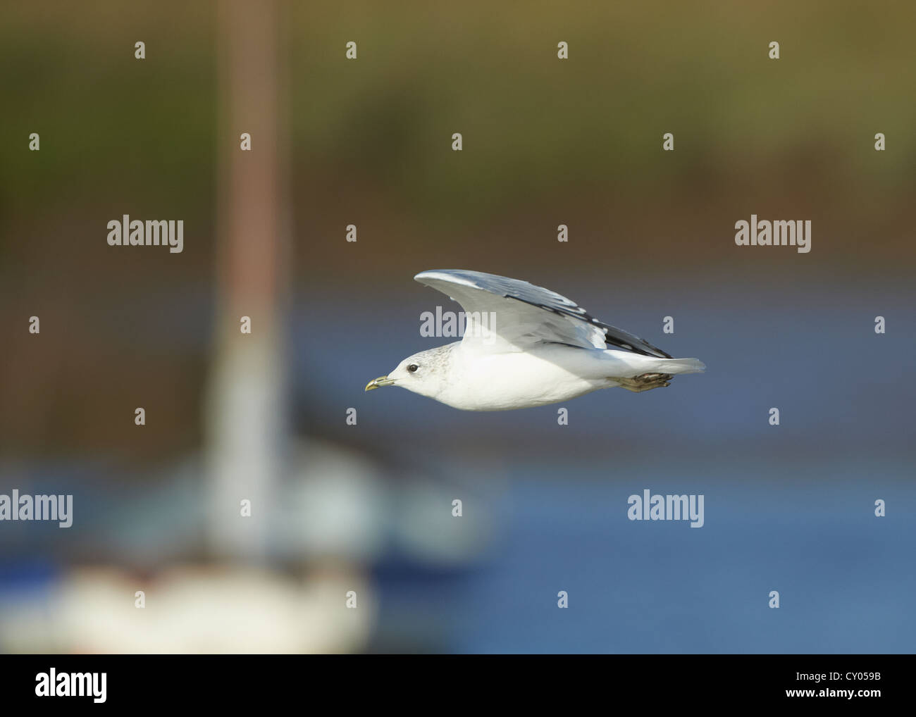 Common Gull in flight Stock Photo - Alamy