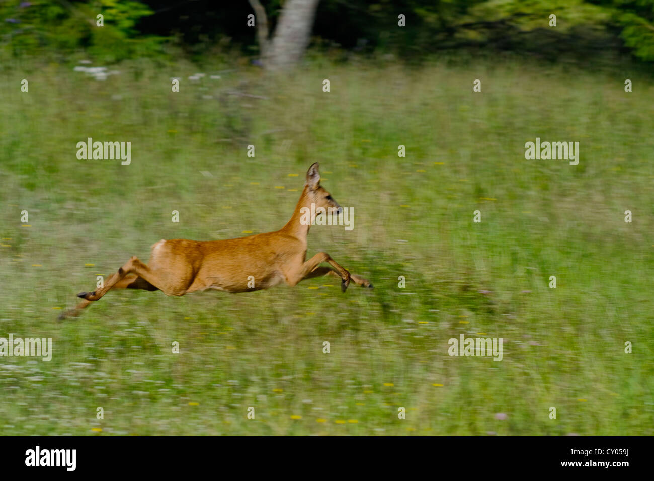 Running deer hi-res stock photography and images - Alamy