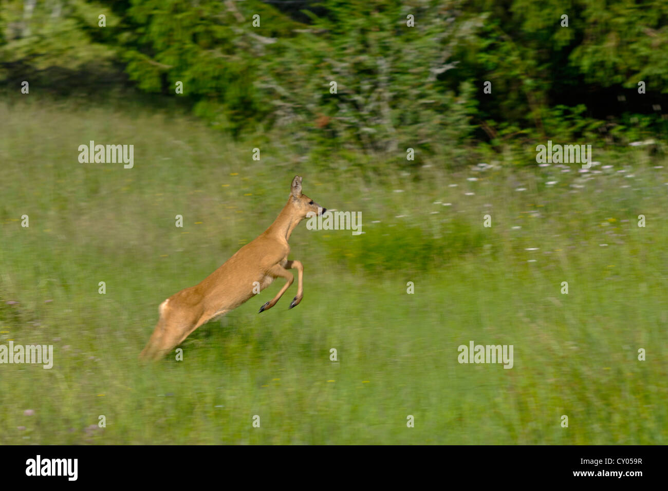 Jumping deer hi-res stock photography and images - Alamy