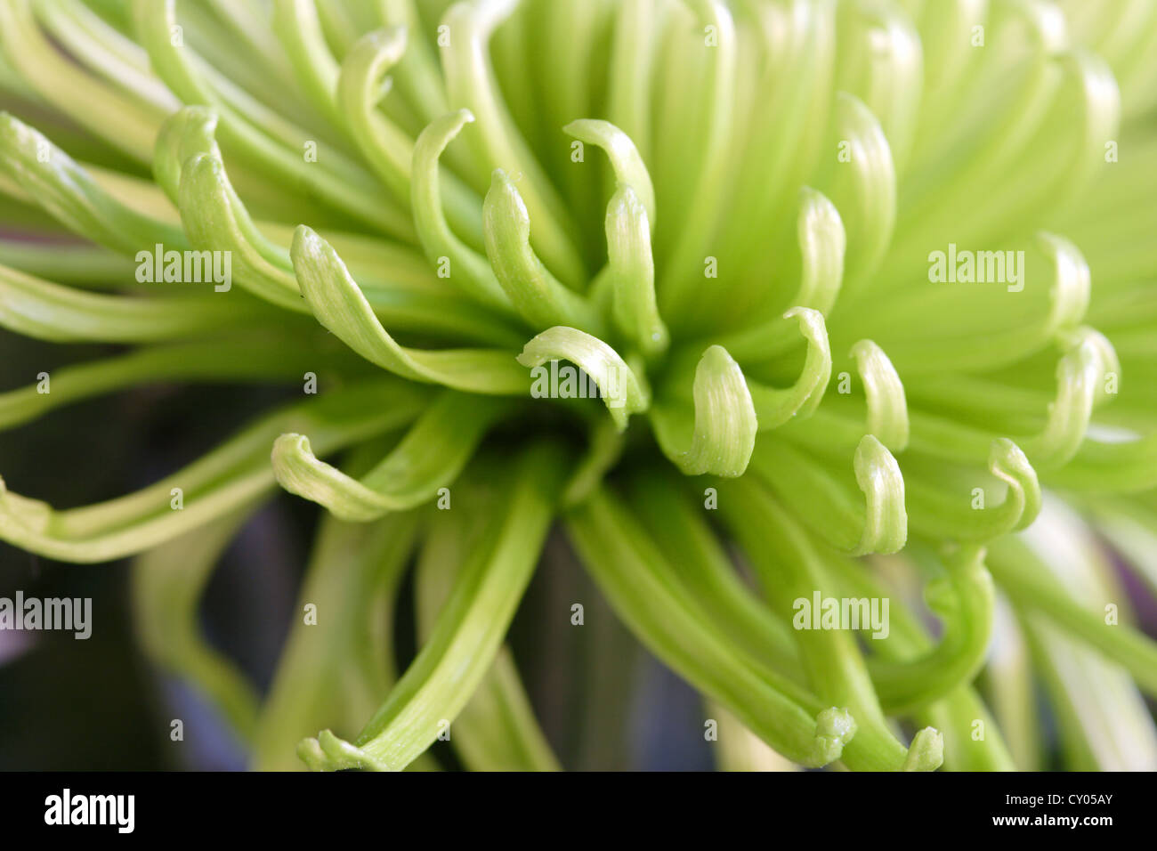 Chrysanthemum anastasia green hi-res stock photography and images - Alamy