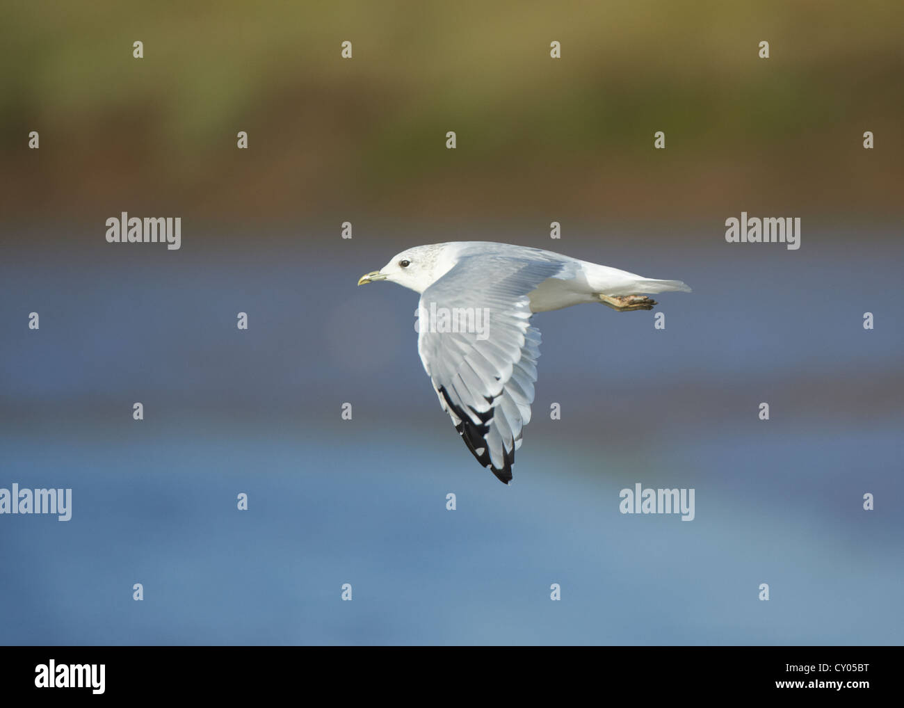 Common Gull in flight Stock Photo - Alamy