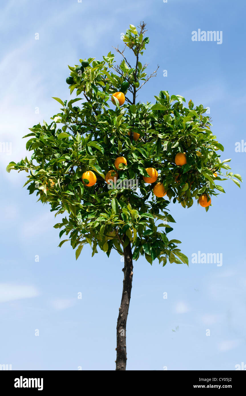 Orange tree with fruits. Yang tree Stock Photo - Alamy
