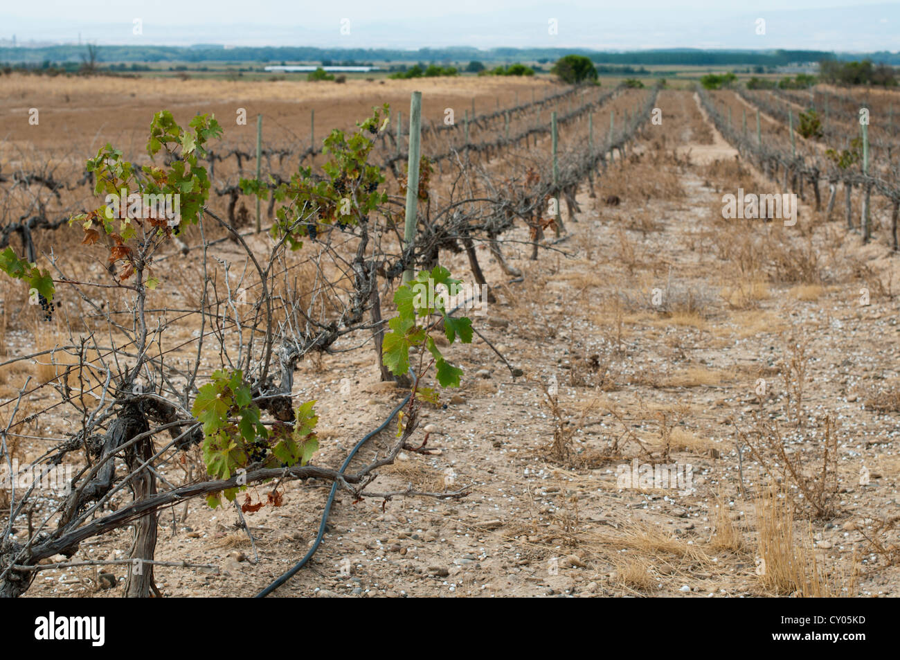 Poor harvest vineyards Stock Photo - Alamy