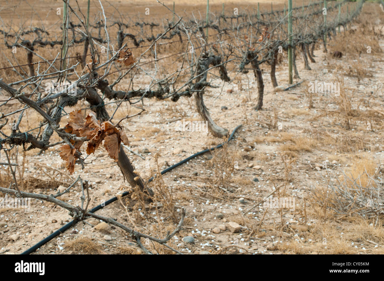 Poor harvest vineyards Stock Photo - Alamy