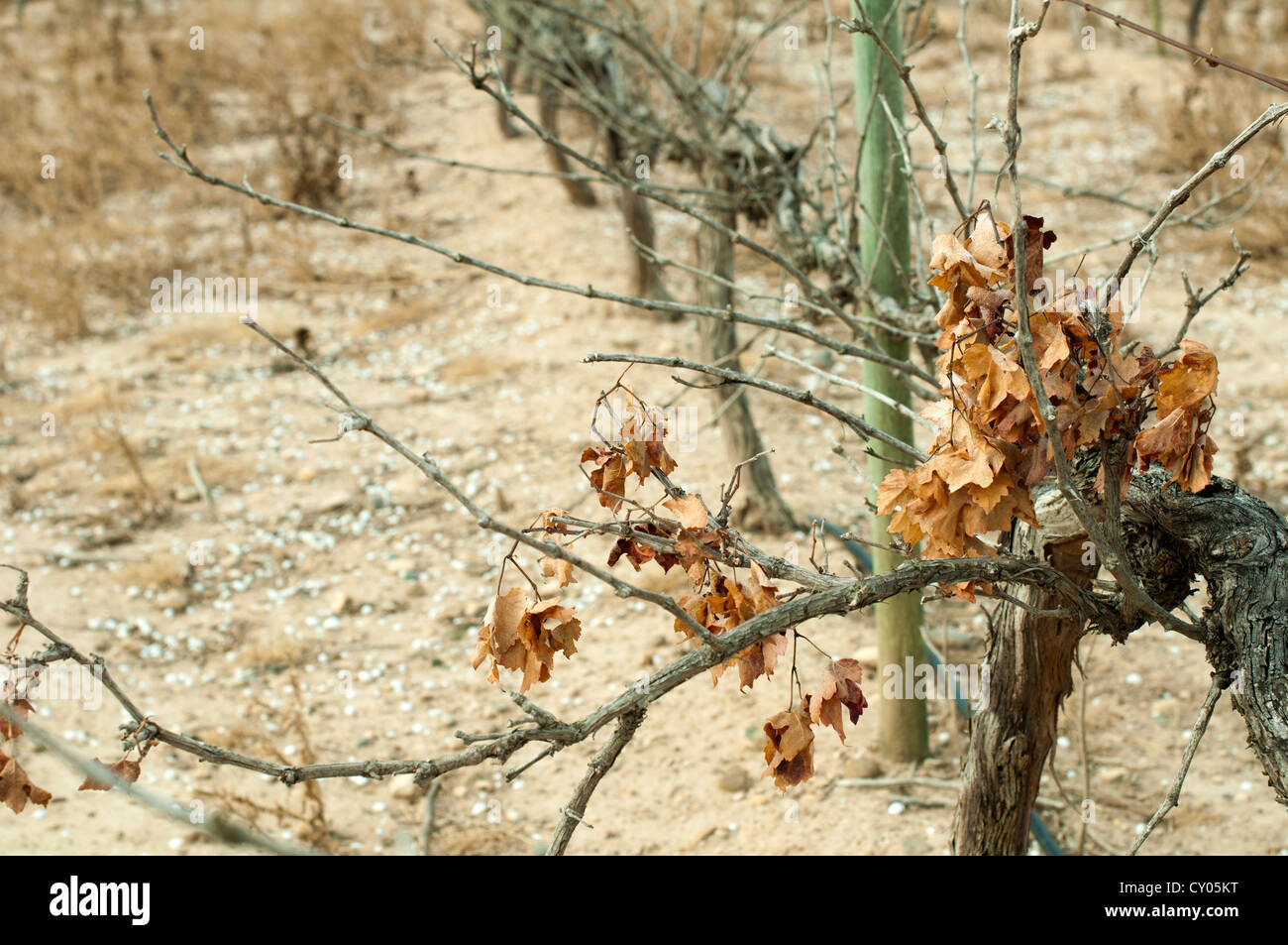 Poor harvest vineyards Stock Photo - Alamy