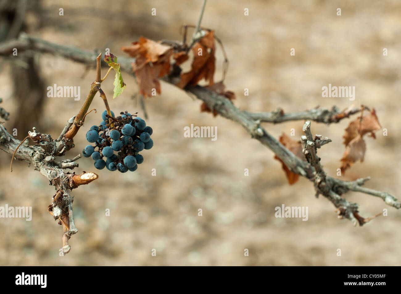Poor harvest hi-res stock photography and images - Alamy