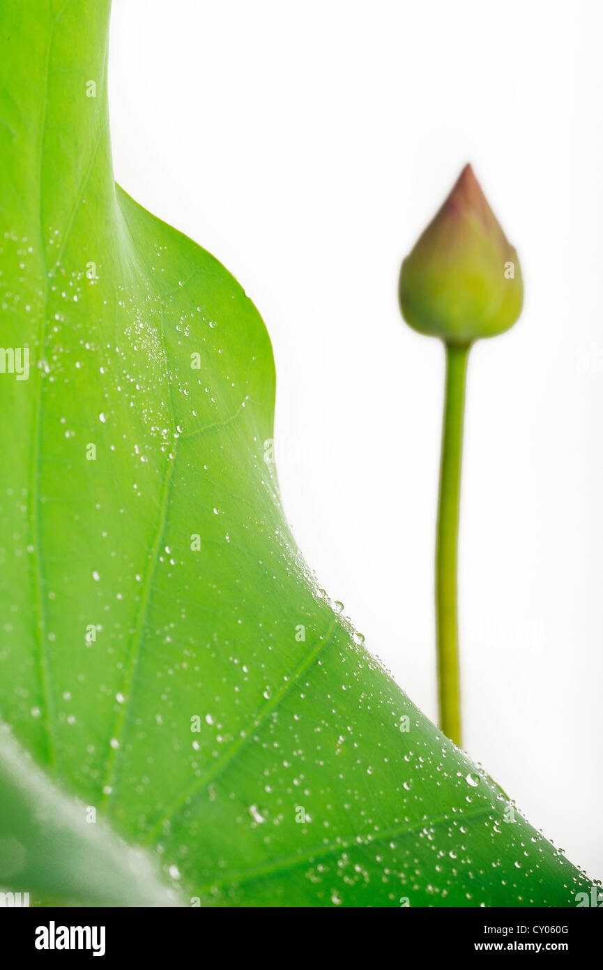 Lotus Stalk High Resolution Stock Photography and Images - Alamy