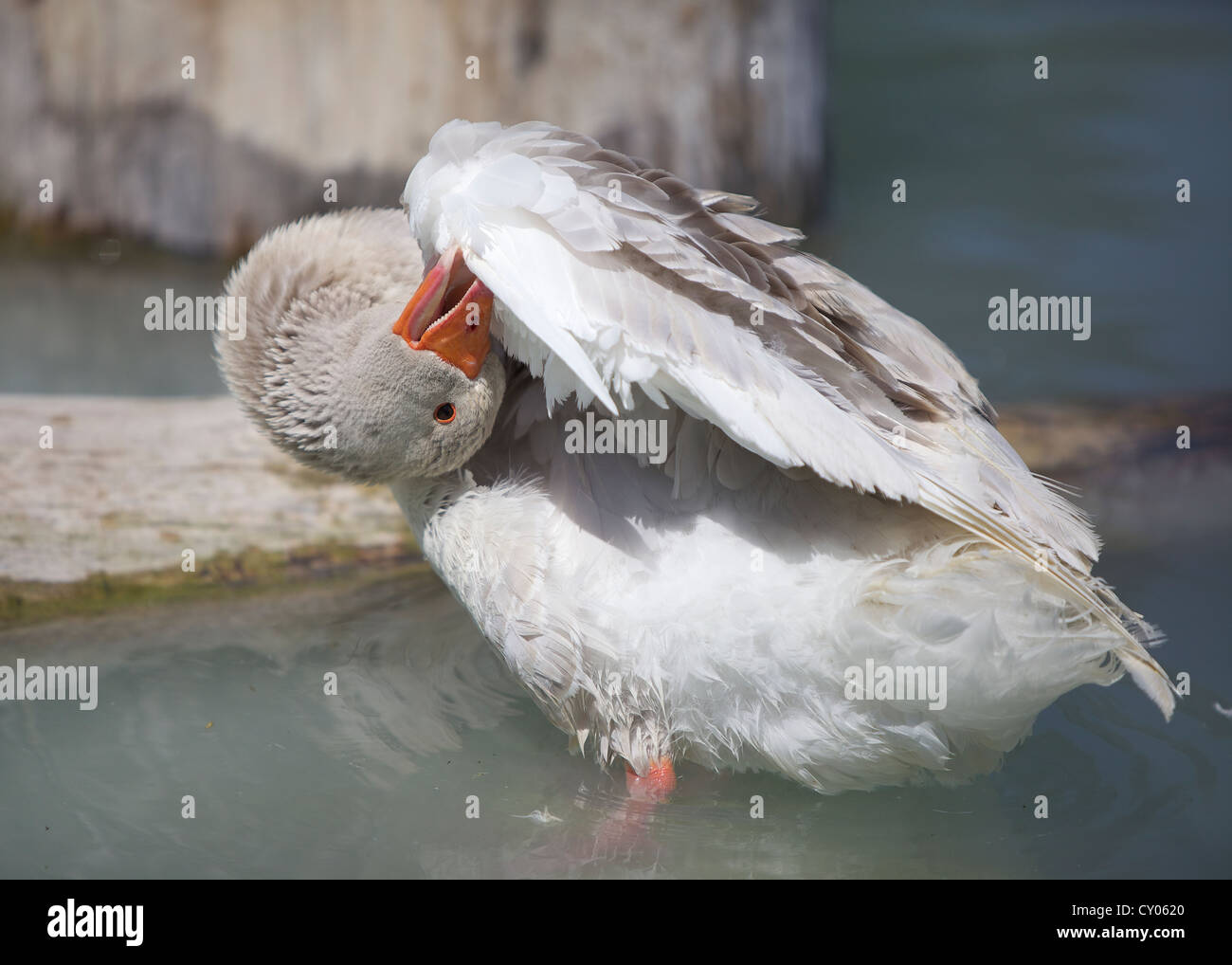A goose (Anser anser domesticus) preening wing in the water, Wildpark ...