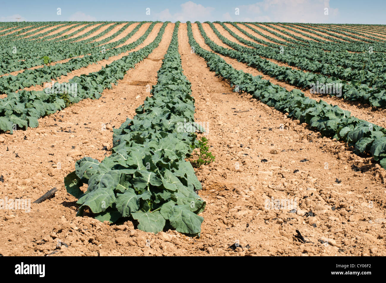 Cabbage plantation. Cabbage arranged in rows, clean soil Stock Photo ...