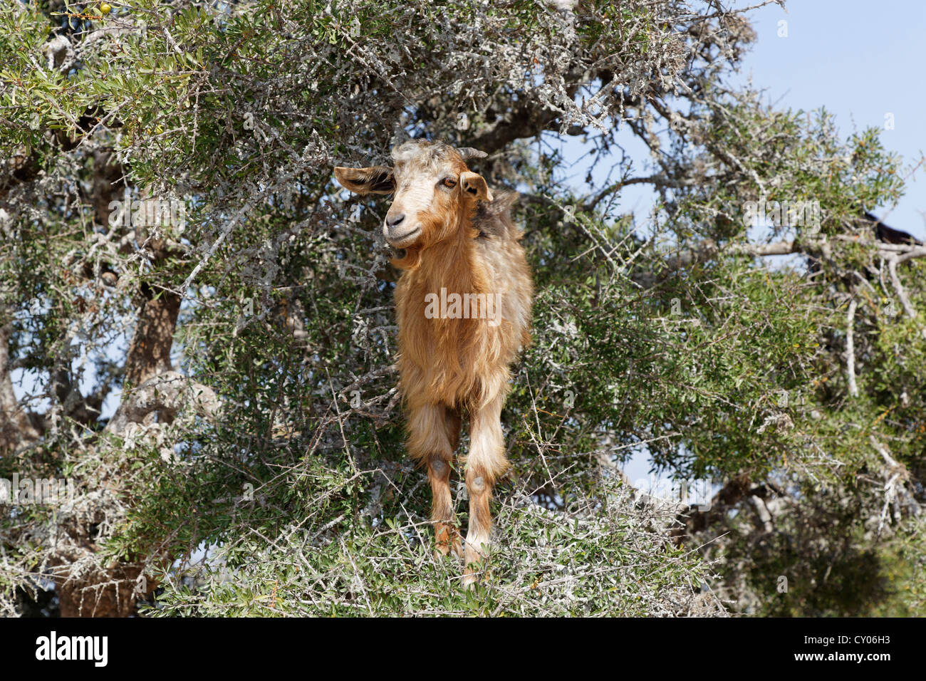 Goat (Capra) climbing an argan tree (Argania spinosa), Agadir, Souss ...