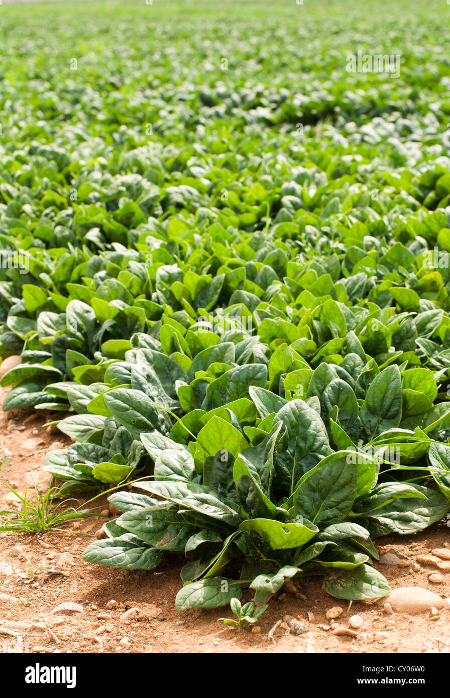 Farmer spinach agricultural field hi-res stock photography and images ...