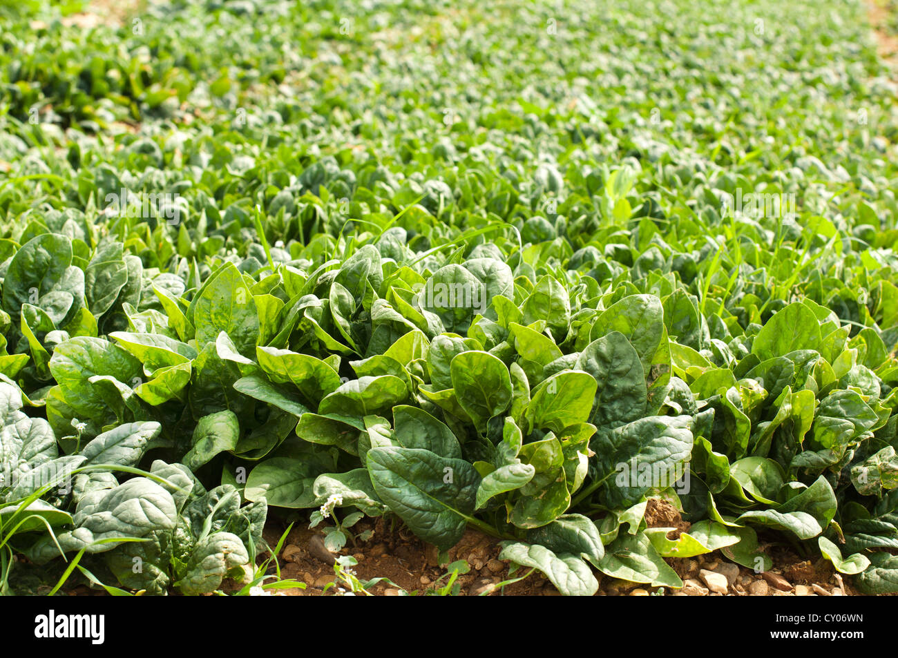 Farmer spinach agricultural field hi-res stock photography and images ...
