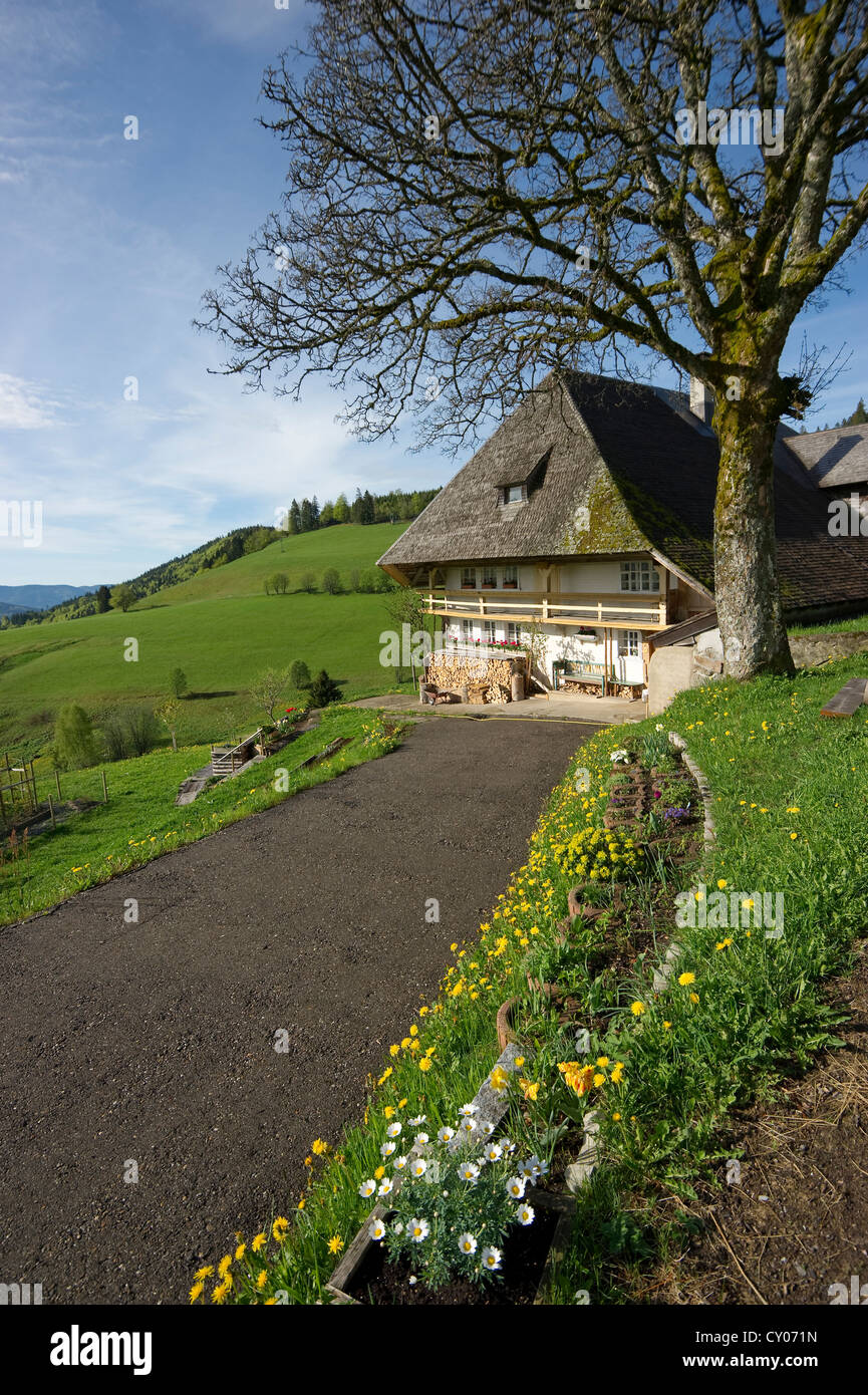Old Black Forest farmhouse, Muggenbrunn near Todtnau, Black Forest ...