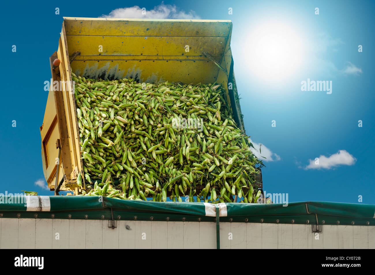 Combine harvester unloads harvested hi-res stock photography and images ...