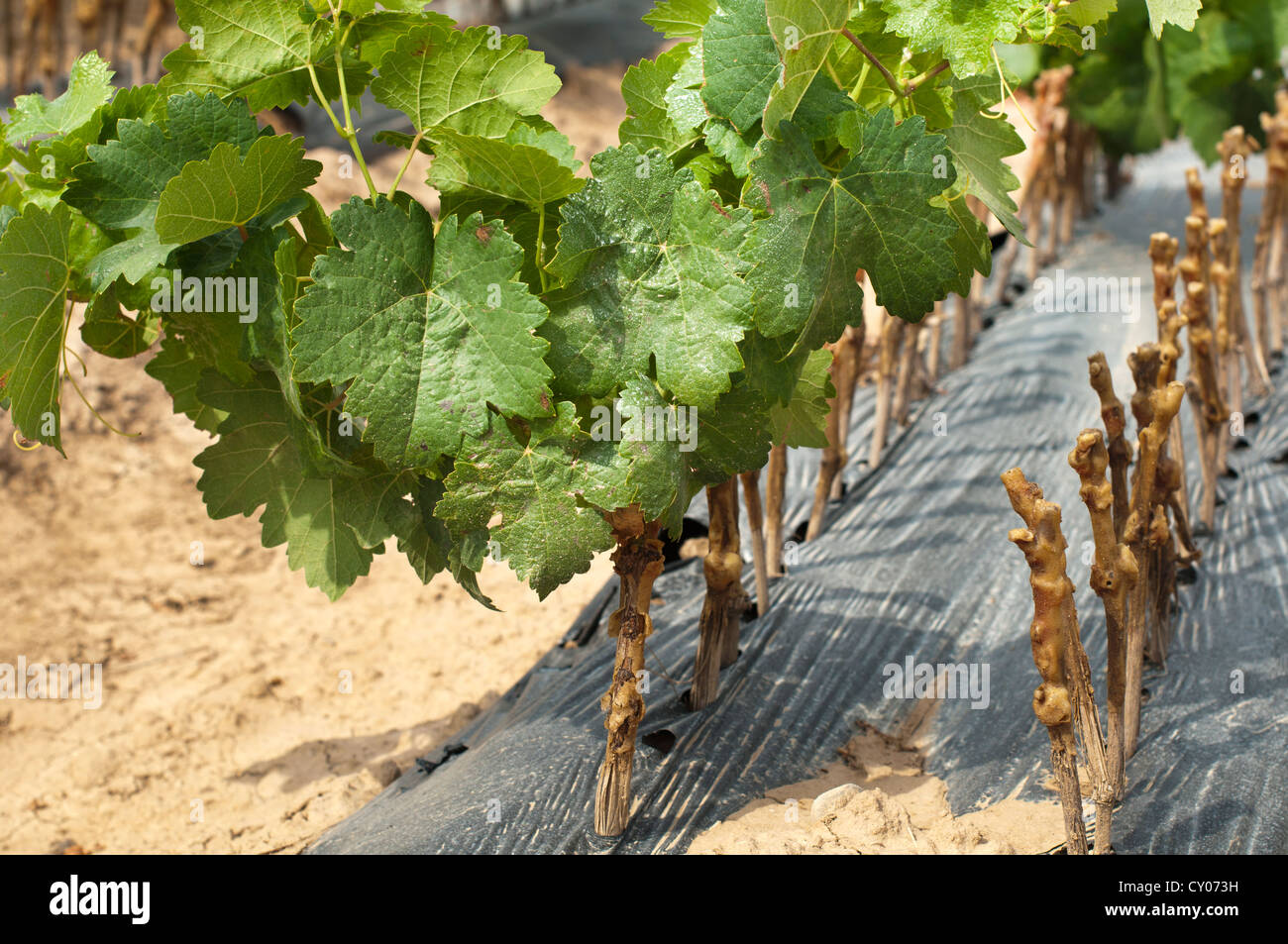 Young Vineyards in rows. Seedlings vines.Graft of the vines Stock Photo ...