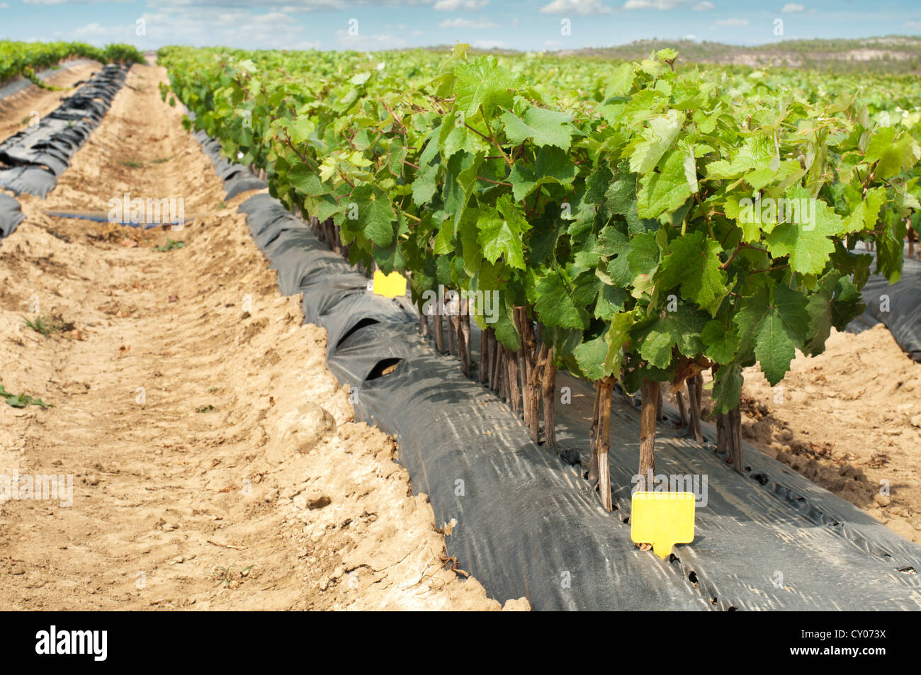 Grape vine graft hi-res stock photography and images - Alamy