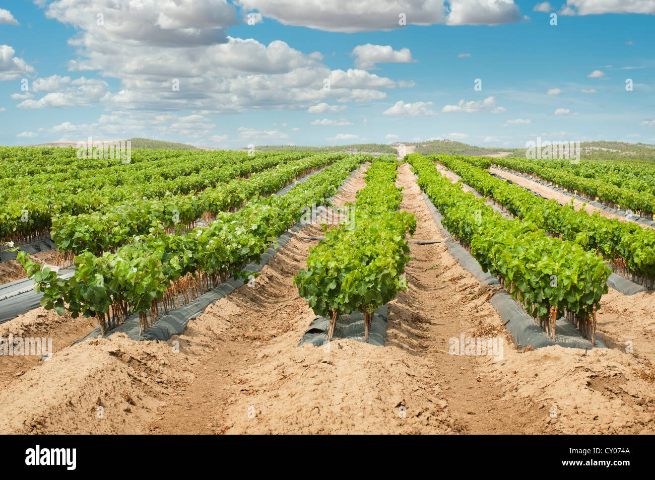 Young Vineyards in rows. Seedlings vines.Graft of the vines Stock Photo ...