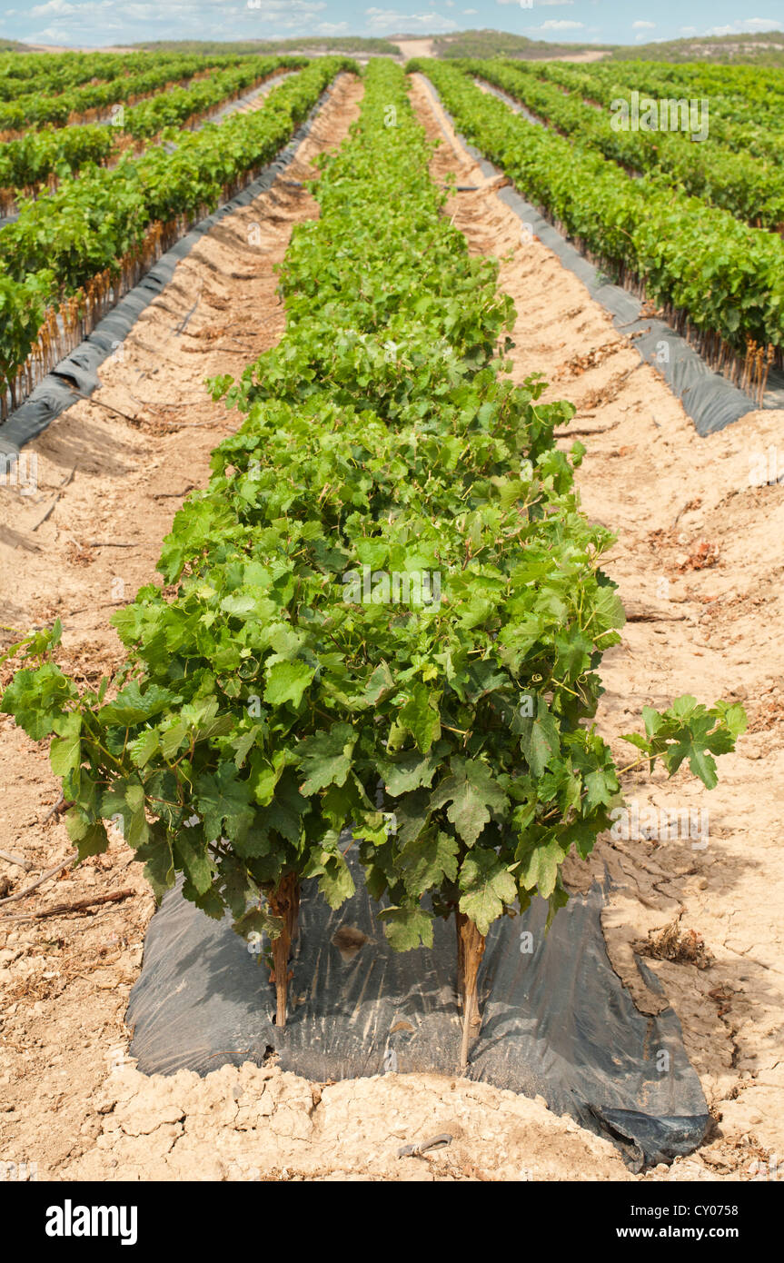 Young Vineyards in rows. Seedlings vines.Graft of the vines Stock Photo ...