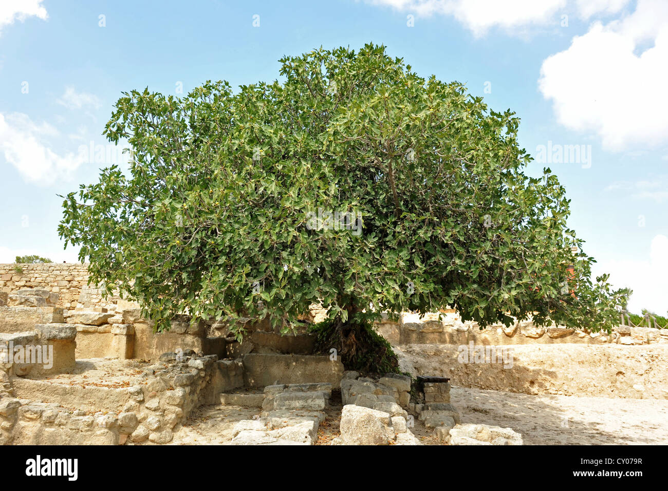 A fig tree in crete hi-res stock photography and images - Alamy
