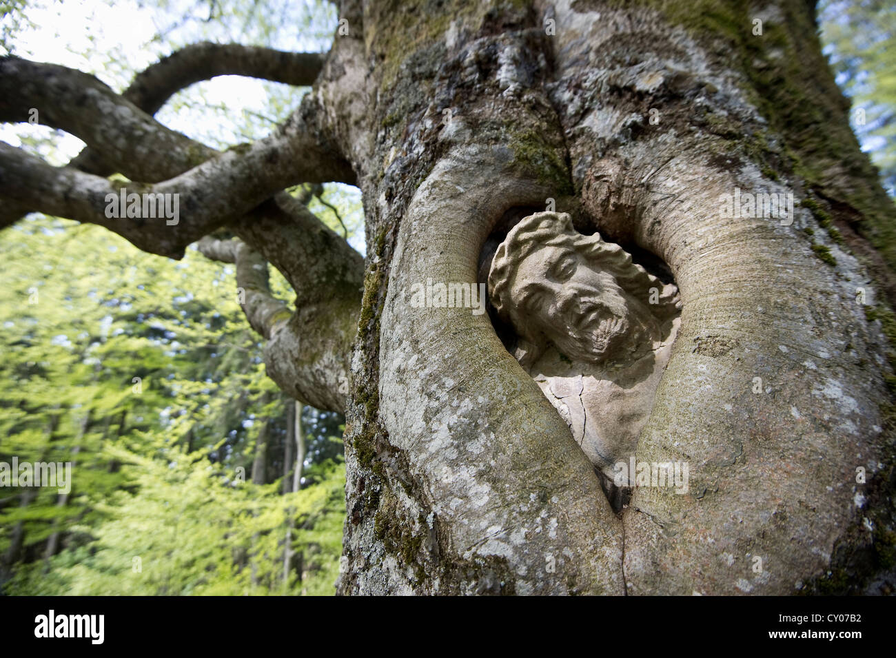 Balzer Herrgott, stone statue of Jesus Christ grown into a beech tree ...