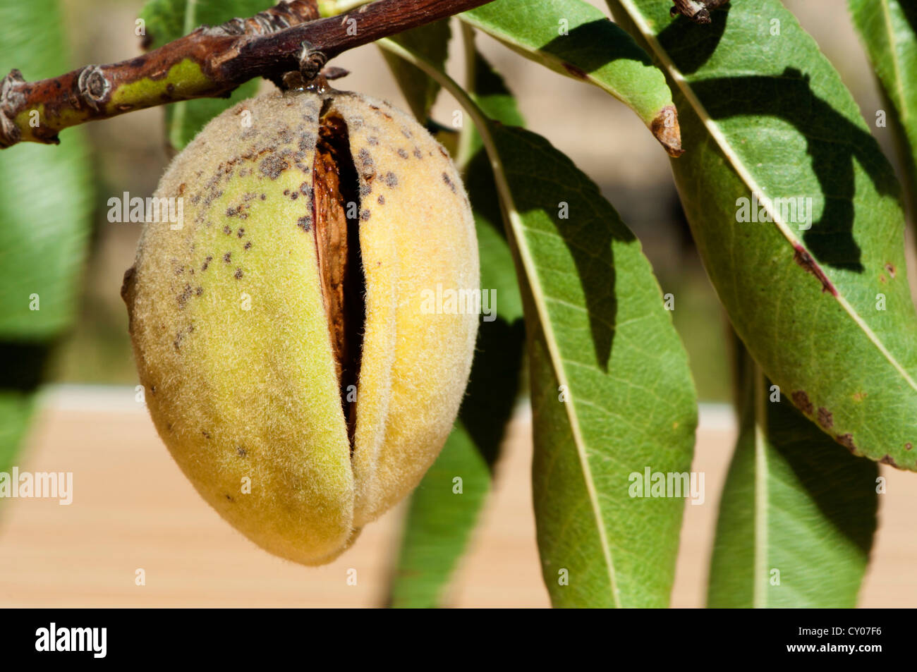 Agriculture almond tree branch hi-res stock photography and images - Alamy