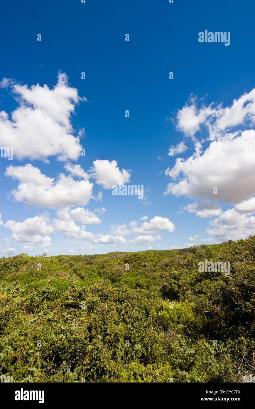 Dunes and Mediterranean bush behind Capalbio Beach, Capalbio, Grosseto ...