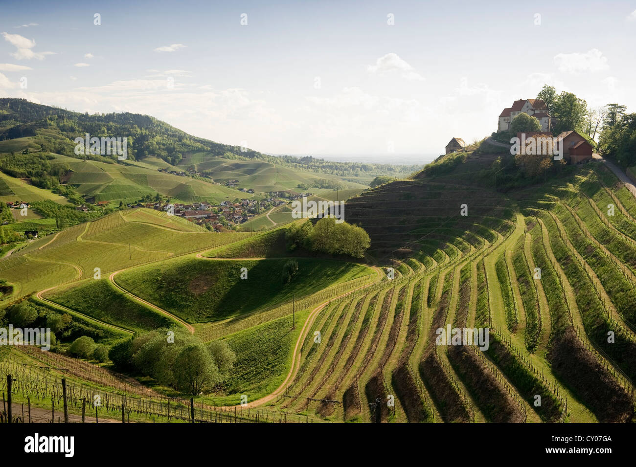 Vineyards and Schloss Staufenberg Castle, Durbach, Ortenau, Black ...