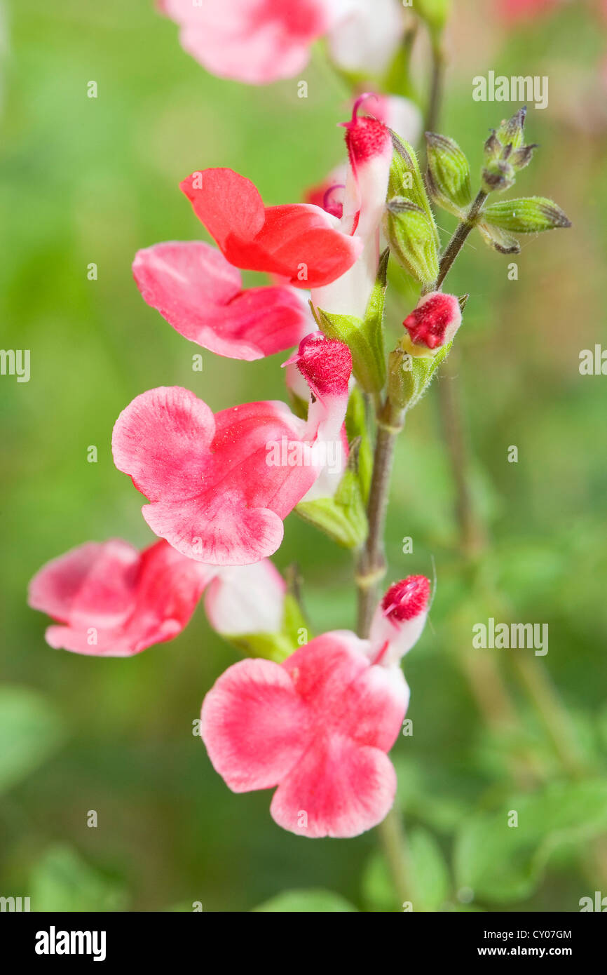 Salvia hot lips hi-res stock photography and images - Alamy