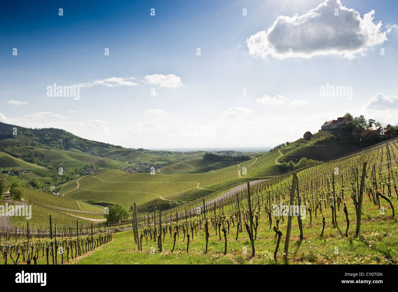 Vineyards and Schloss Staufenberg Castle, Durbach, Ortenau, Black ...
