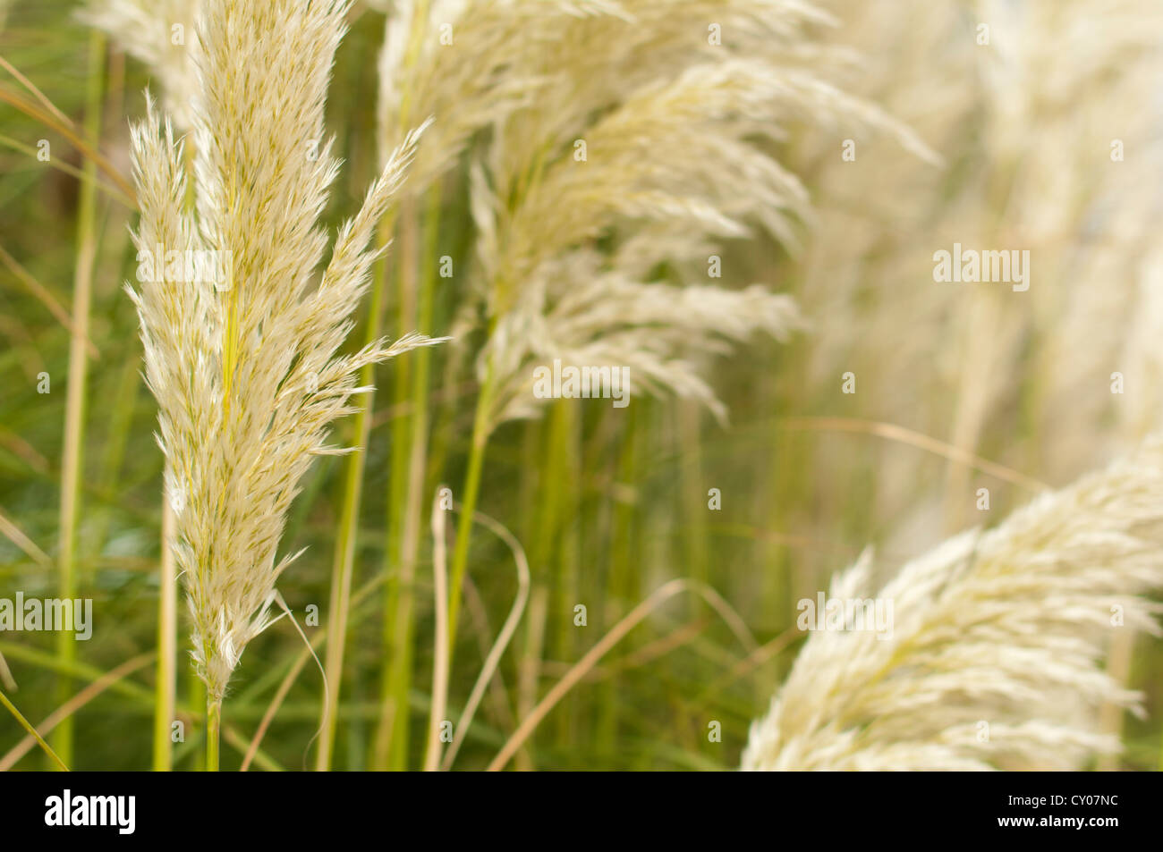 Crema color fluffy plants close up.Fluffy feathery plant Stock Photo ...