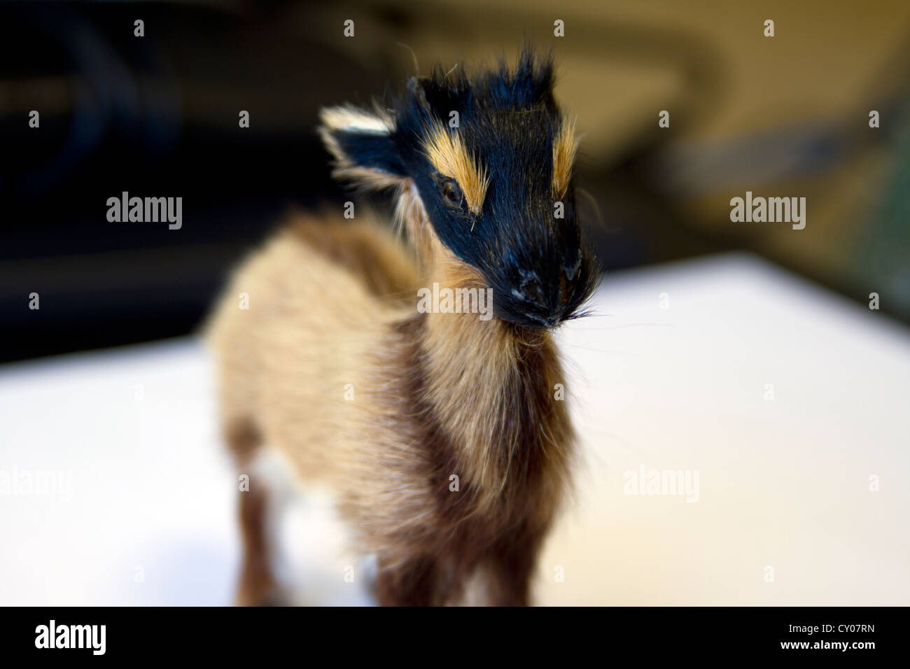 Funny Goat's head angry look toy Stock Photo - Alamy
