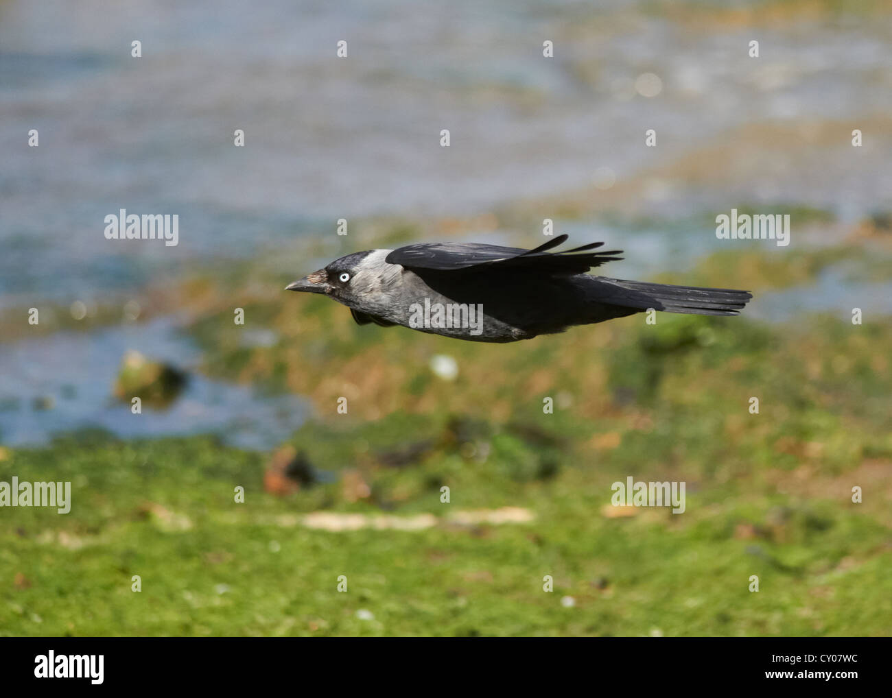 Jackdaw in flight Stock Photo - Alamy