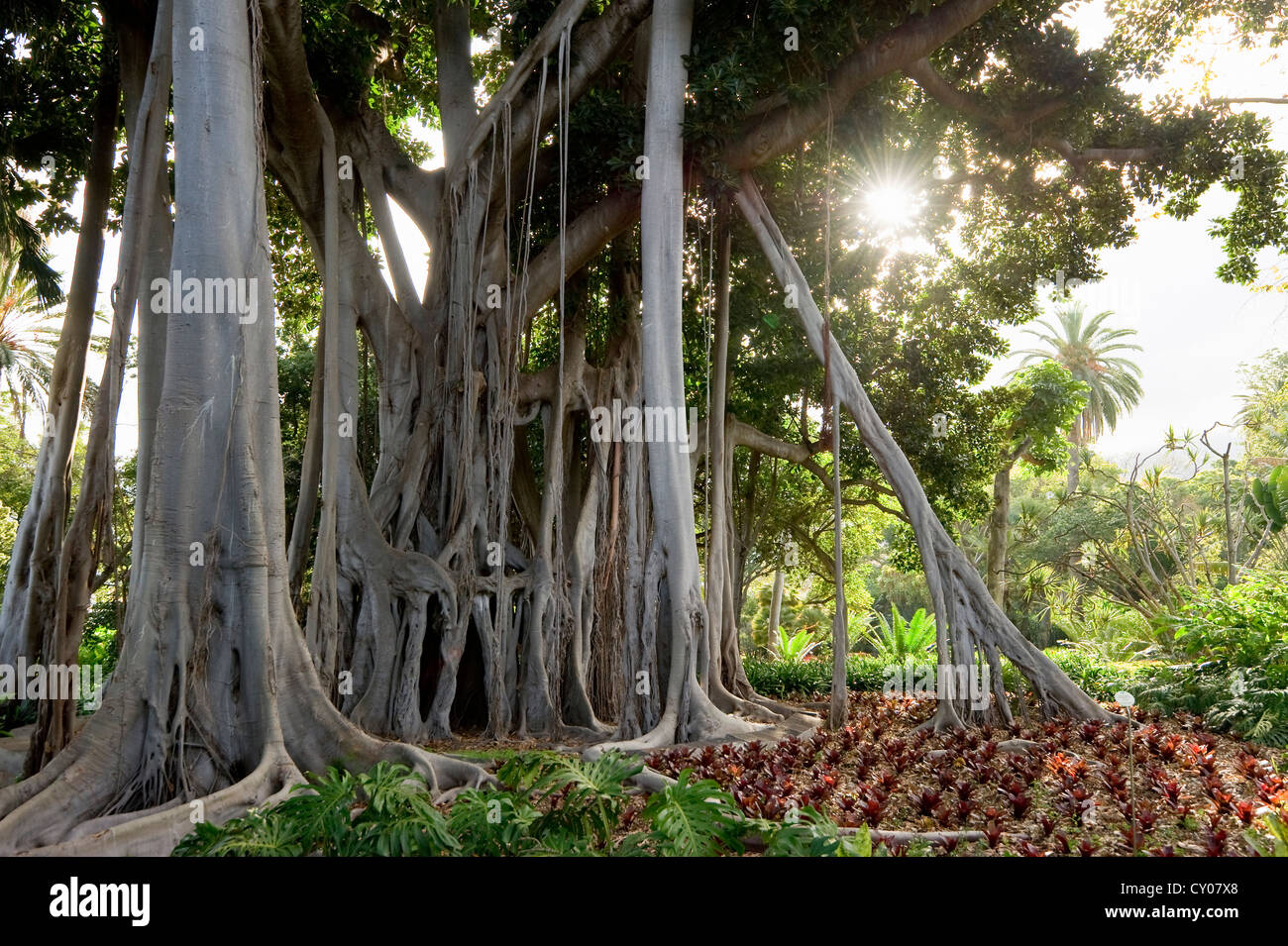 Strangler fig (Ficus sp.), Botanical Garden, Puerto de la Cruz ...