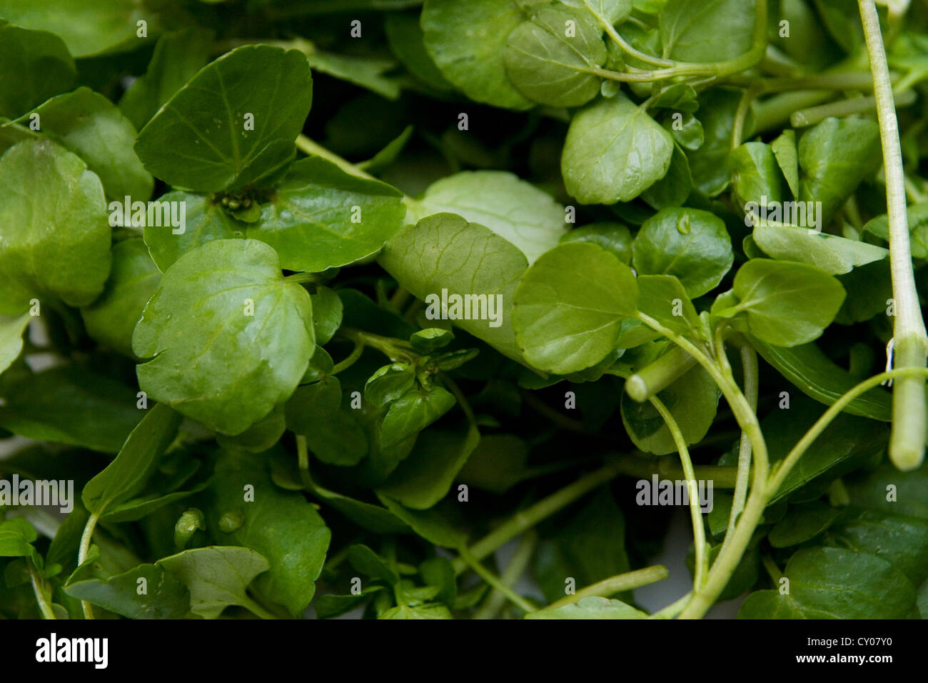 Watercress leaves hi-res stock photography and images - Alamy