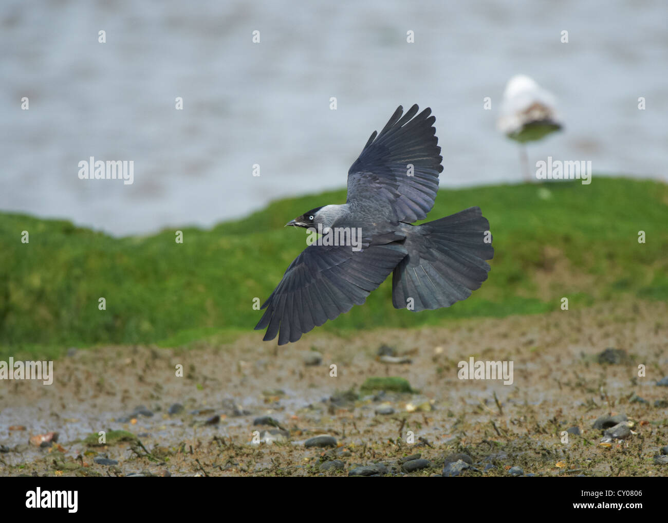 Jackdaw in flight Stock Photo - Alamy