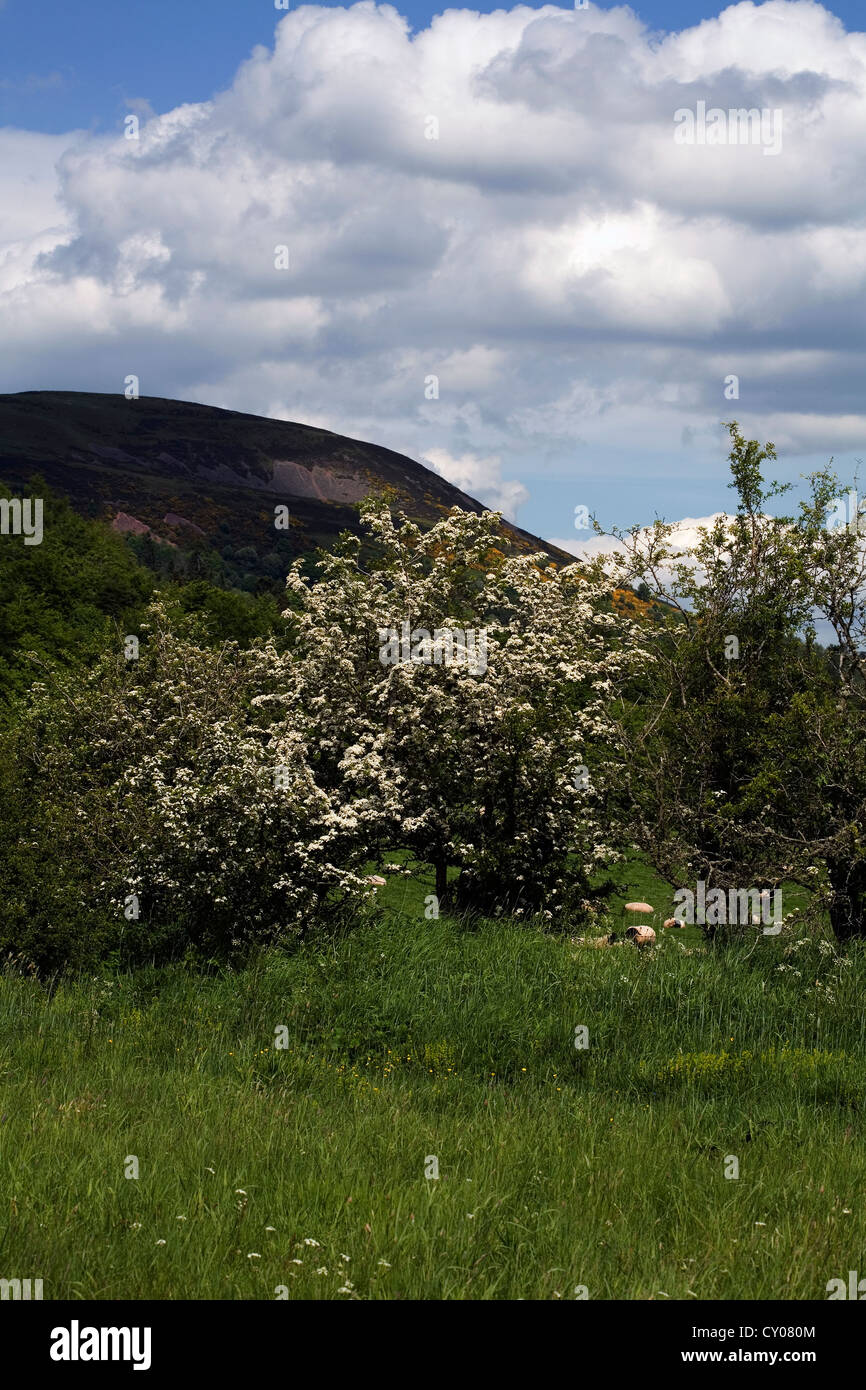 Hawthorn in flower in a hedge at the foot of the Eildon Hills near ...