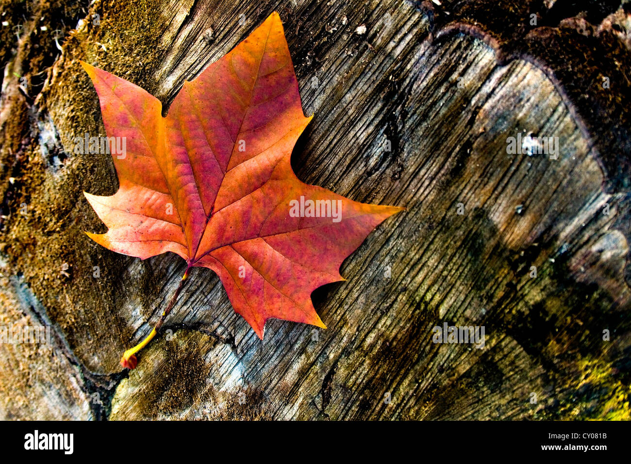 Oak maple leaf pattern hi-res stock photography and images - Alamy