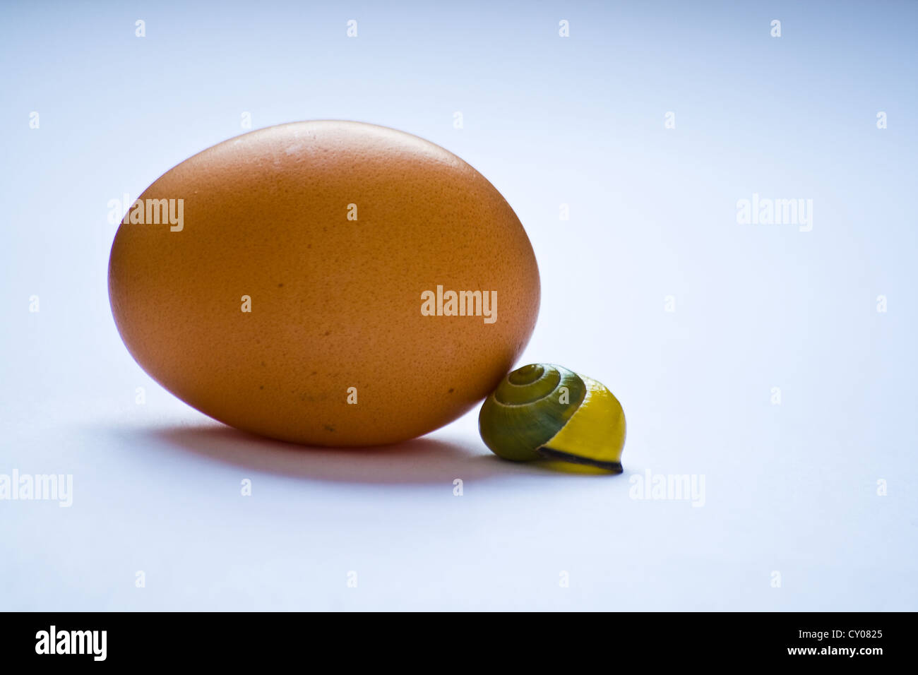 Egg shell.picture of egg and snail Stock Photo - Alamy