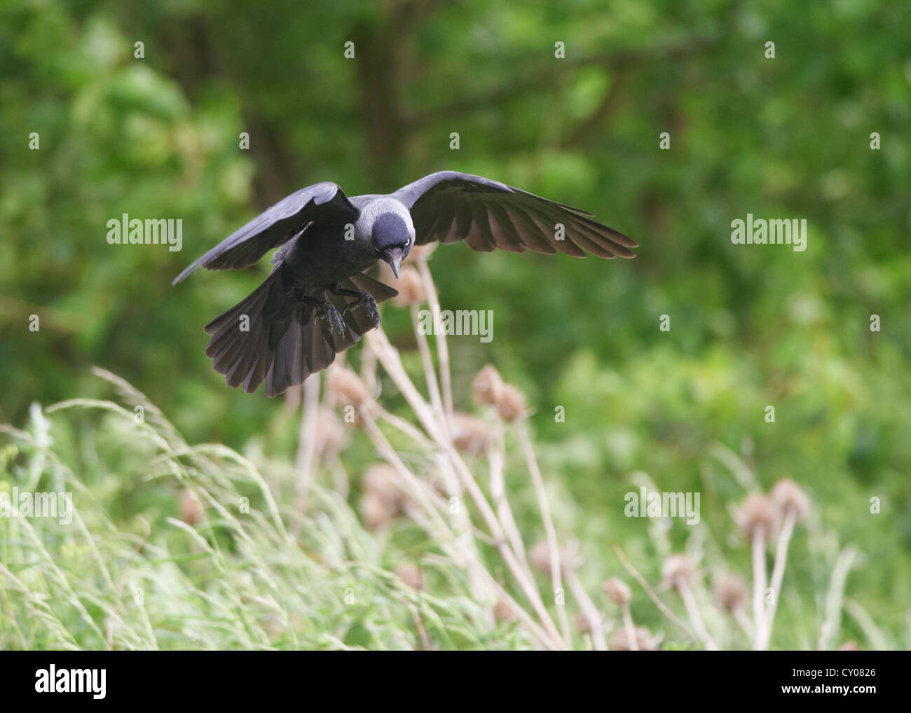 Jackdaw in flight Stock Photo - Alamy
