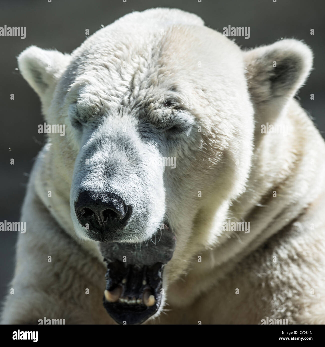 99 average humans plus prime Mike Tyson vs a single Polar Bear | Sports ...