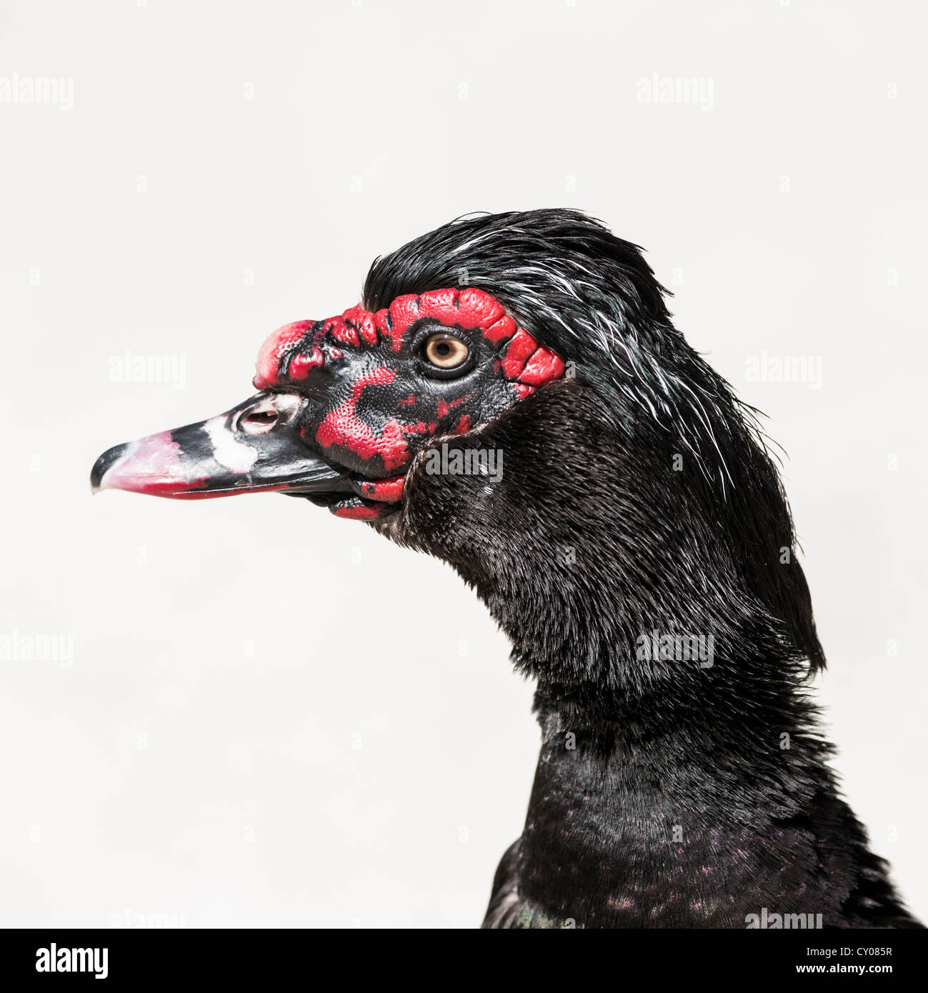 Muscovy Duck (Cairina moschata forma domestica), hybrid, Amperauen ...